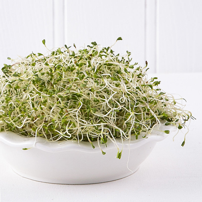 Alfalfa Sprouts | Fresh & Nutritious Greens – Delizia.Store